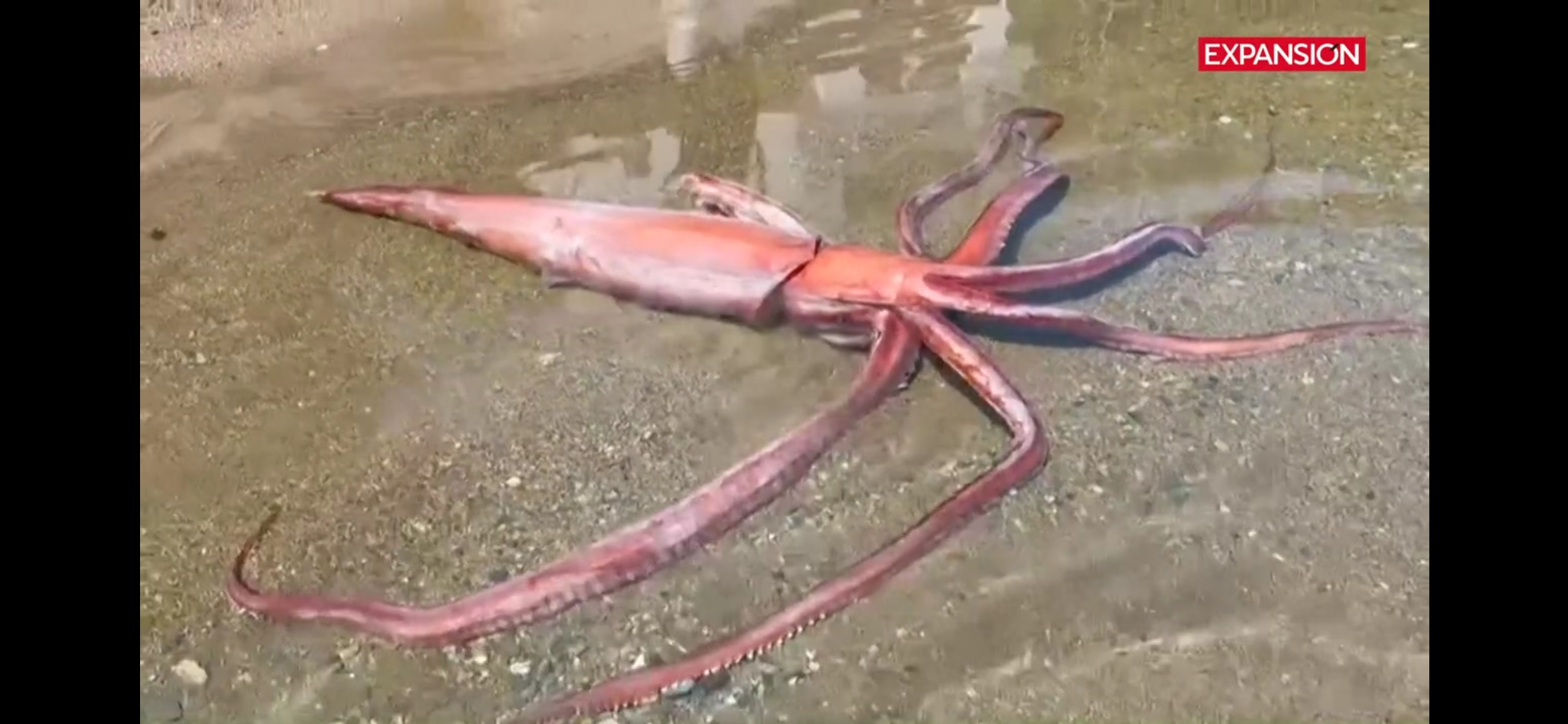 Hallan un calamar gigante en plena costa ¡Mide más de 3 metros ...