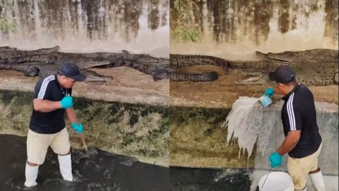 Hombre sorprende al lavar estanque con cocodrilos: “Mi trabajo tiene su grado de riesgo ...