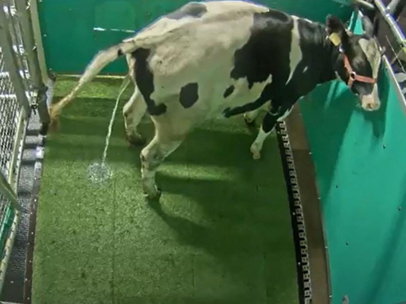 Vacas 'aprenden' a ir al baño (lo que podría salvar al planeta ...