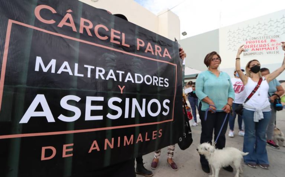 Buscan castigar hasta con 8 años de cárcel a quien maltrate animales ...