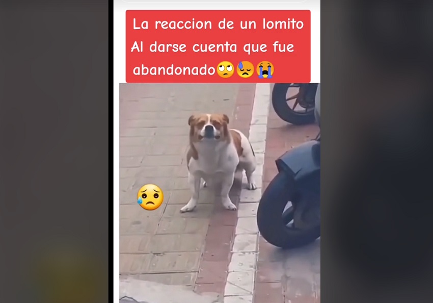 Perrito es abandonado y rompe el corazón de internautas con su reacción ...