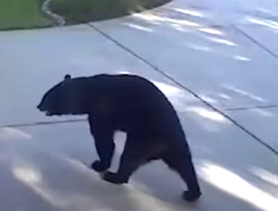 Un oso sorprende a un adolescente en su casa y se sirve una bebida ...